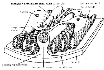 Nematodos: NEMATODOS